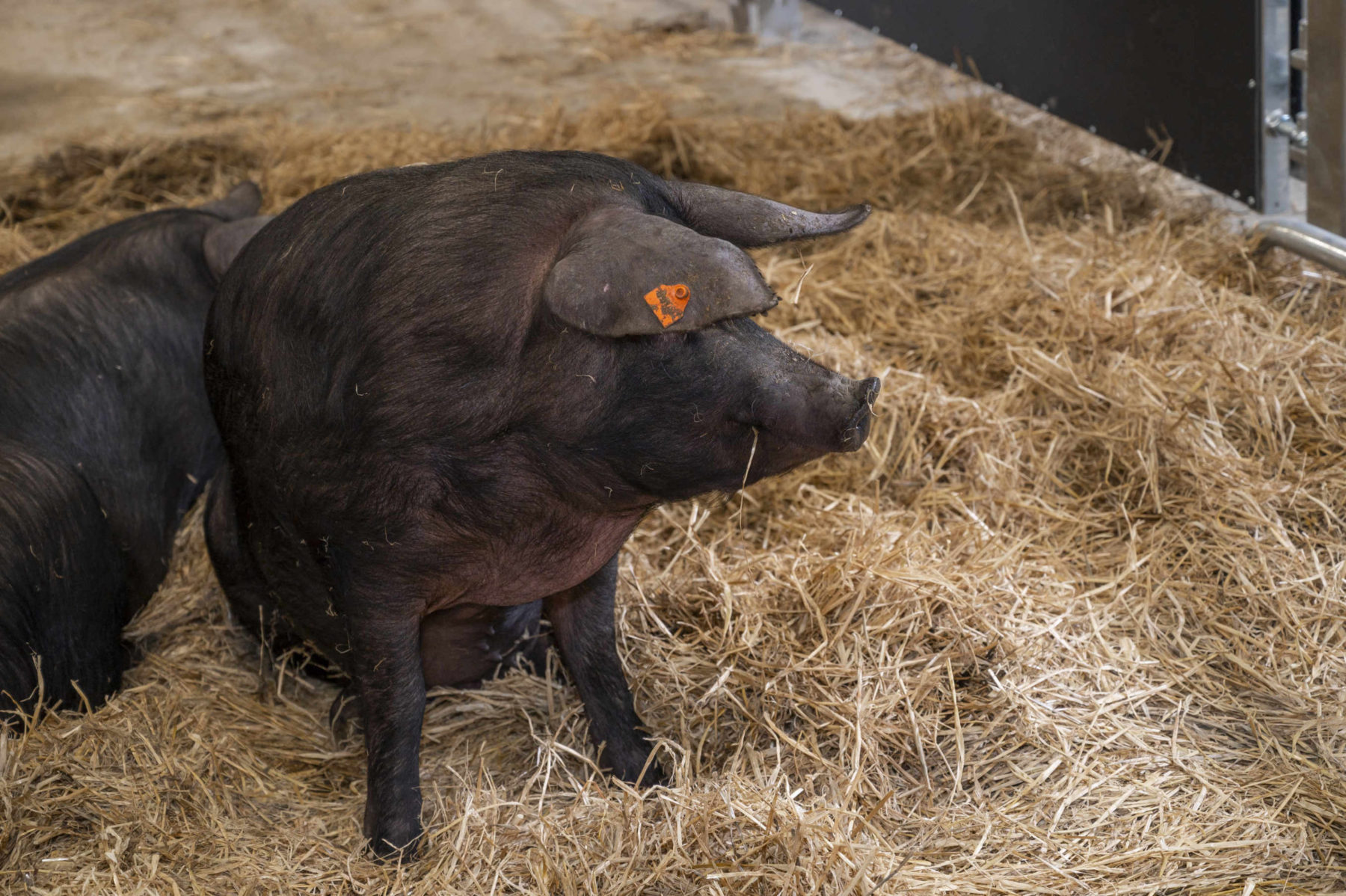 Plan your visit - Little Farmers
