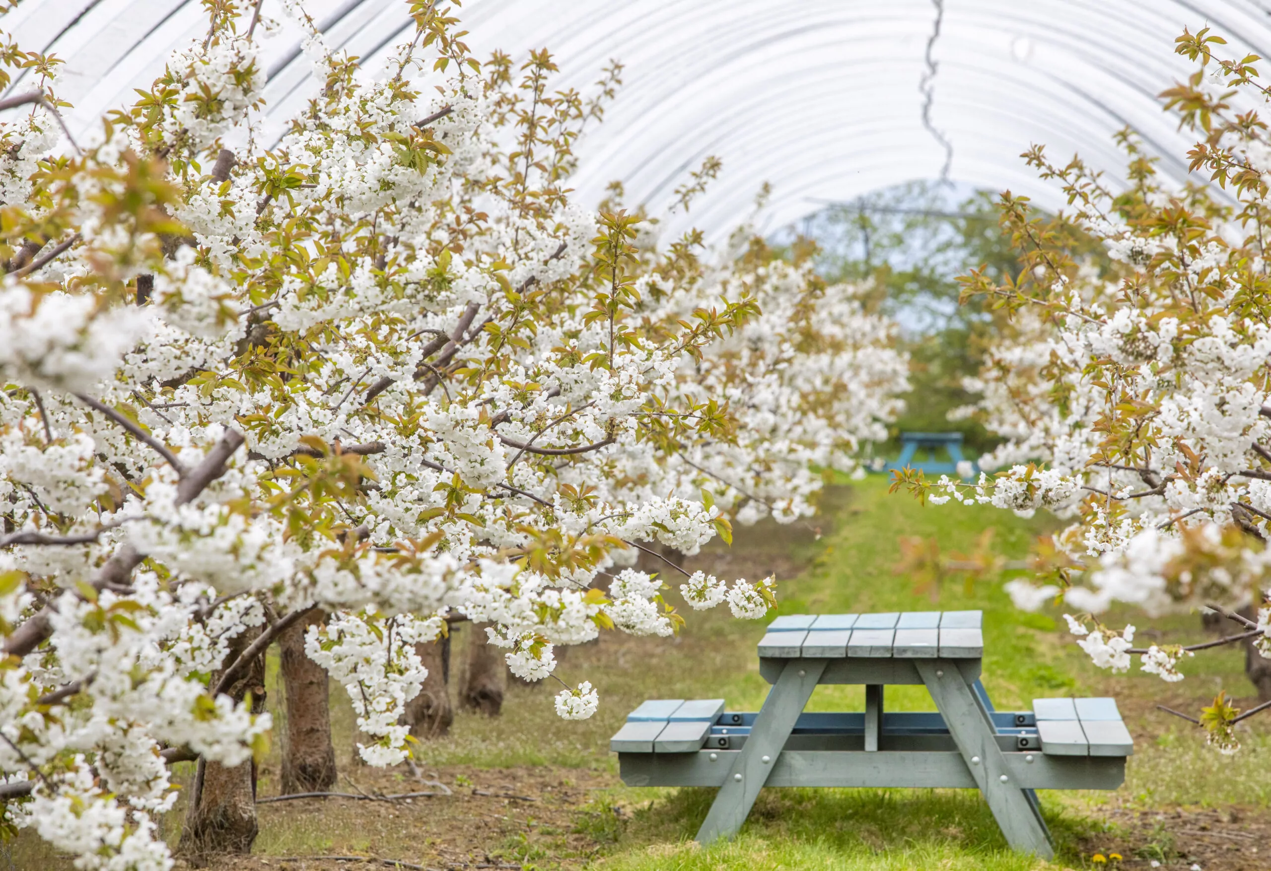Five fun Spring activities for kids - Little Farmers